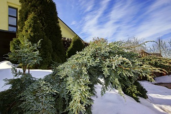 Why Does My Evergreen Tree Turn Brown in the Winter? | Nelson Tree ...
