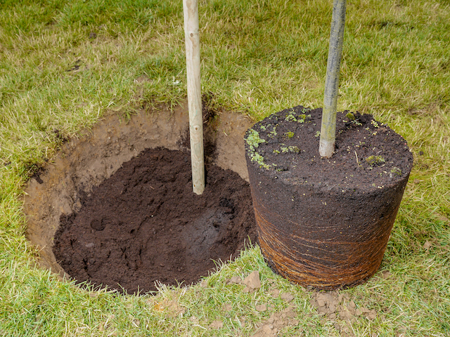 Tips for Planting a Tree This Earth Day | Nelson Tree Specialist