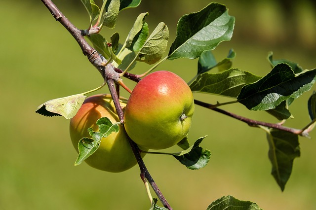 Fruit Trees: When is the Best Time to Harvest? | Nelson Tree Specialist
