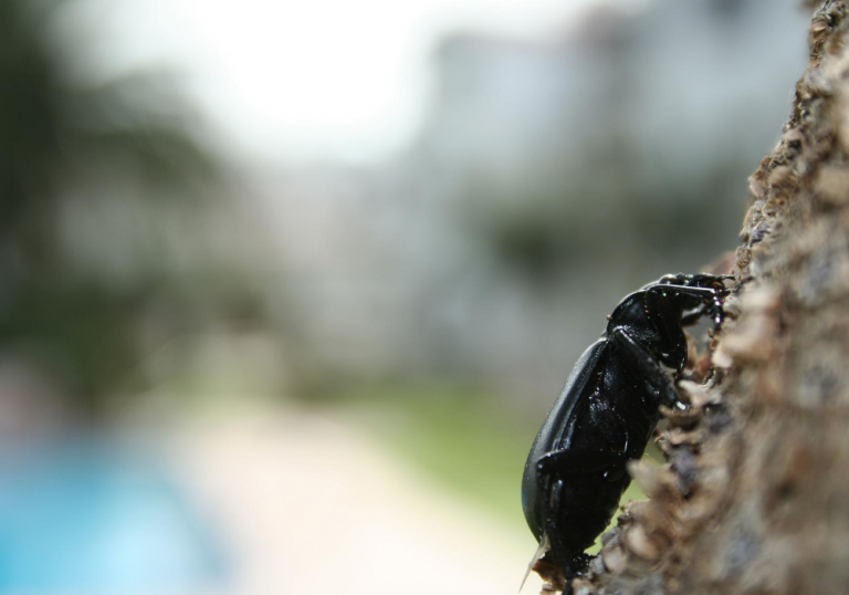 Are Bugs Damaging my Trees? Some tips you need to know to tell