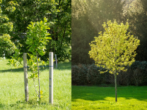TIPS: How to Care for a Newly-Planted Tree by Nelson Tree Specialist