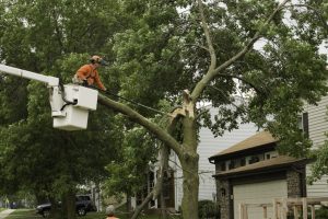 What to Do When a Tree Branch Breaks in Central Maryland | Nelson Tree ...