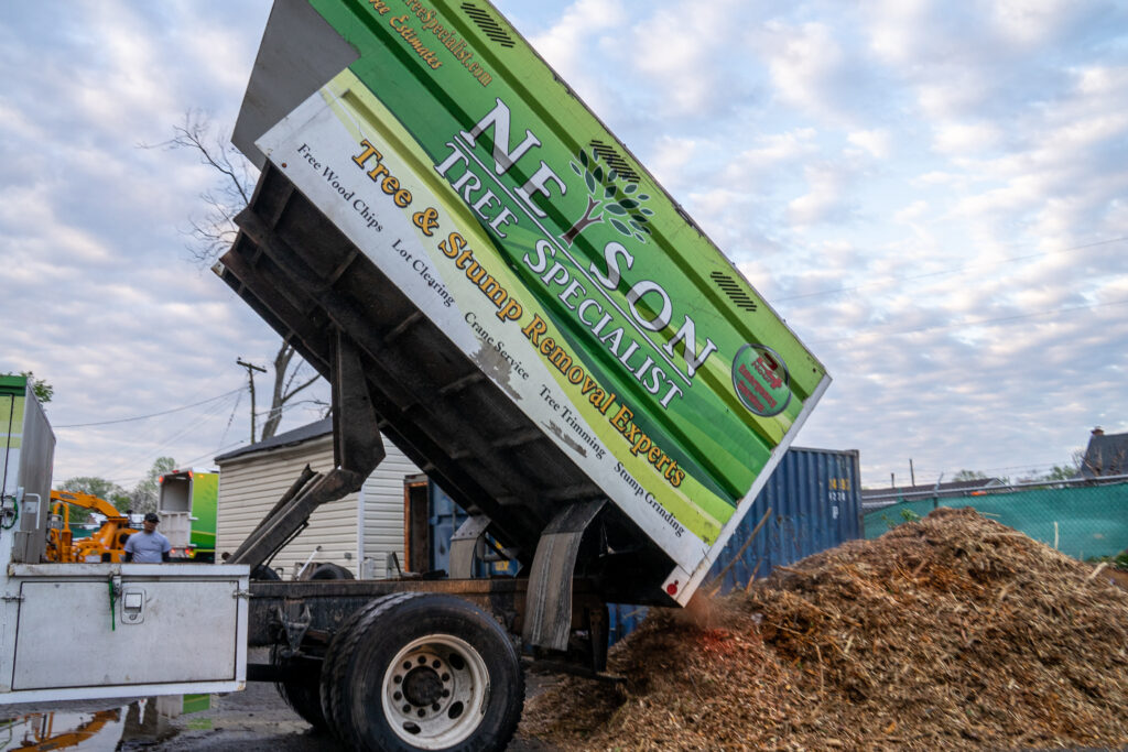 Nelson Tree Specialist | Washington, DC-Maryland Tree Service