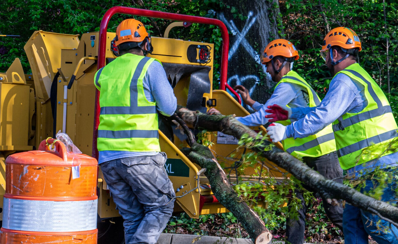 Tree Care Howard County | Nelson Tree Specialist