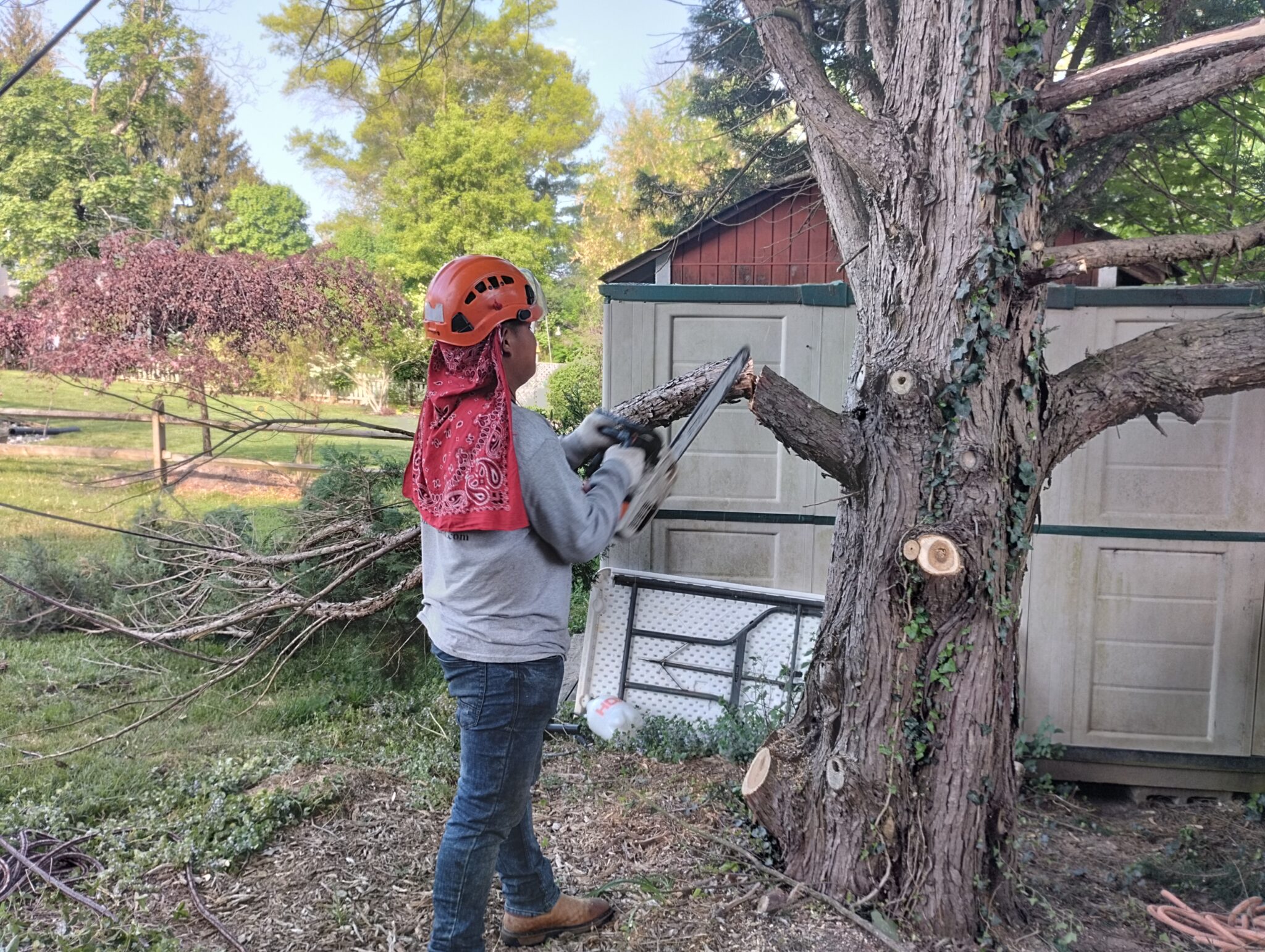 Tree Service Montgomery County | Nelson Tree Specialist